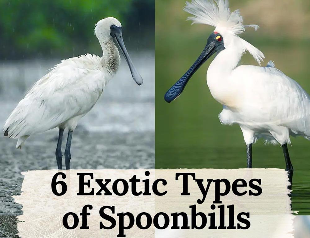Spoonbill Chronicles: 6 Exotic Types of Spoonbills - The Worlds Rarest ...