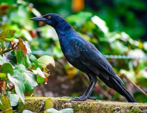 Winged Residents: A Glimpse at 9 Crows in Florida - The Worlds Rarest Birds