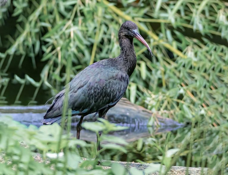 29 Types of Ibis: From Sacred Symbolism to Striking Plumage - The ...
