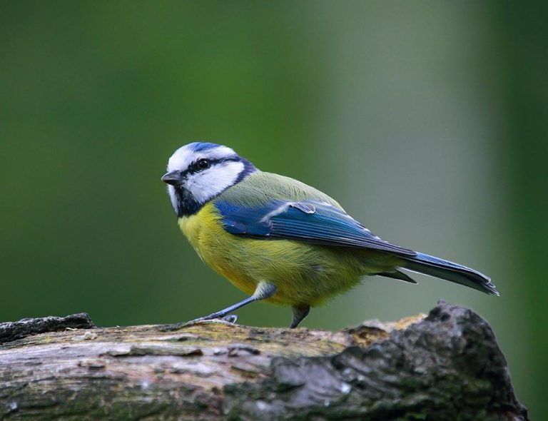Nature's Pocket-Sized Wonders: 20 Small Birds in the UK - The Worlds ...