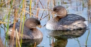 Adapt, Dive, Thrive: The Grebe Odyssey - The Worlds Rarest Birds