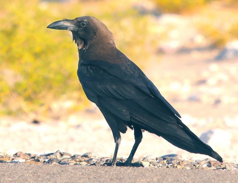 Winged Residents: A Glimpse at 9 Crows in Florida - The Worlds Rarest Birds