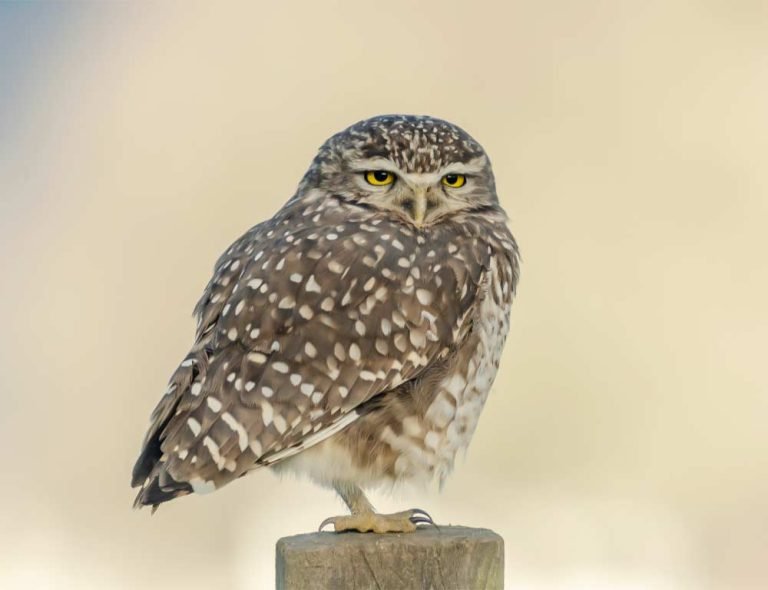 Whispers in the Night: A Guide to 11 Owls in Minnesota - The Worlds ...