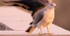 Raptors in the Skies: A Life History of the Shikra - The Worlds Rarest ...