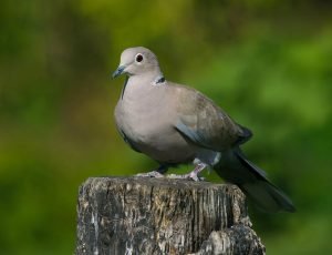 Nature's Pocket-Sized Wonders: 20 Small Birds in the UK - The Worlds ...