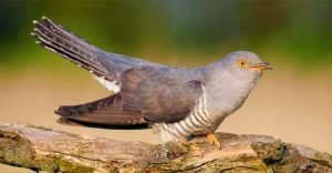A Biography of Cuckoos and their Mysterious Ways - The Worlds Rarest Birds