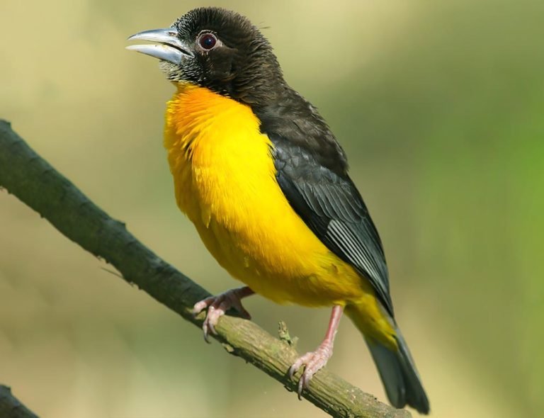 A Vibrant Journey through 11 Weavers of South African Species - The ...