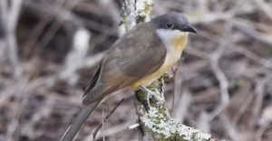 A Biography of Cuckoos and their Mysterious Ways - The Worlds Rarest Birds