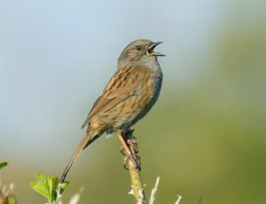 Nature's Pocket-Sized Wonders: 20 Small Birds in the UK - The Worlds ...