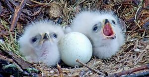 Biography of North America's Red-Shouldered Hawk - The Worlds Rarest Birds