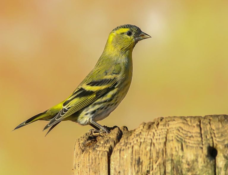 Nature's Pocket-Sized Wonders: 20 Small Birds in the UK - The Worlds ...