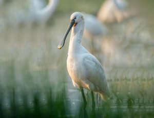 Spoonbill Chronicles: 6 Exotic Types of Spoonbills - The Worlds Rarest ...