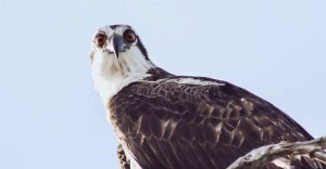 The Life and Soaring Flights of the Osprey - The Worlds Rarest Birds