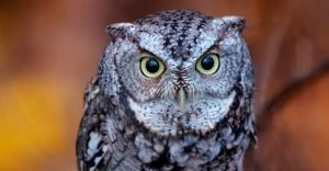 The Life and Legacy of the Eastern Screech Owl - The Worlds Rarest Birds