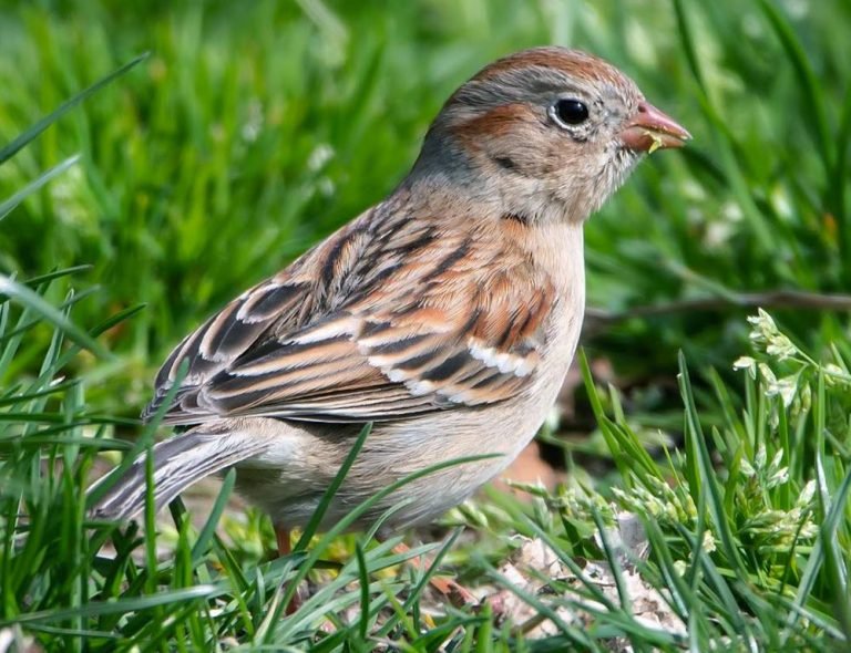 Feathered Diversity: A Comprehensive Look at 19 Sparrows in Michigan ...