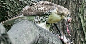 Wings of Majesty: The Hawk Chronicles - The Worlds Rarest Birds