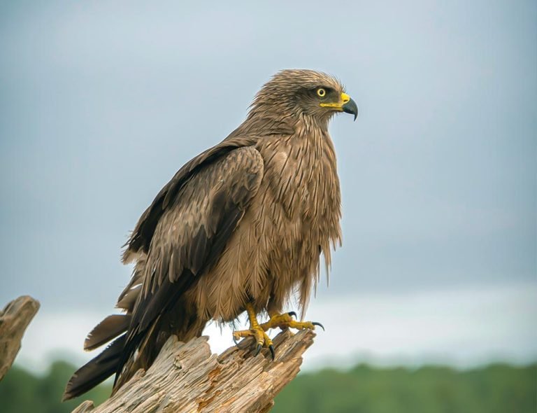 10 Eagles of Africa That Symbolizes Supremacy of Wilderness - The ...