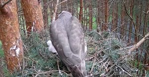 Goshawk: The Biography of the Majestic Hunter - The Worlds Rarest Birds