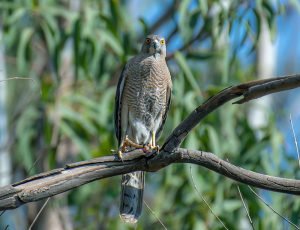 A Guide to the 22 Species of Raptors in Indiana: Identification ...