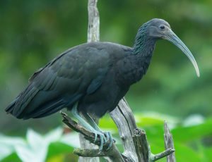 29 Types of Ibis: From Sacred Symbolism to Striking Plumage - The ...