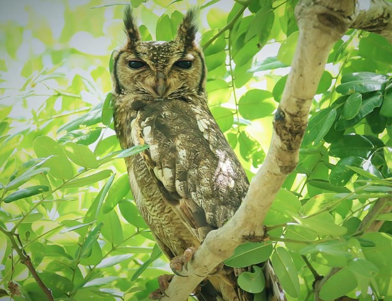 Nocturnal Wonders: 14 Owls of Africa You Should Know About - The Worlds ...