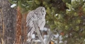 The Life and Legacy of the Great Grey Owl - The Worlds Rarest Birds