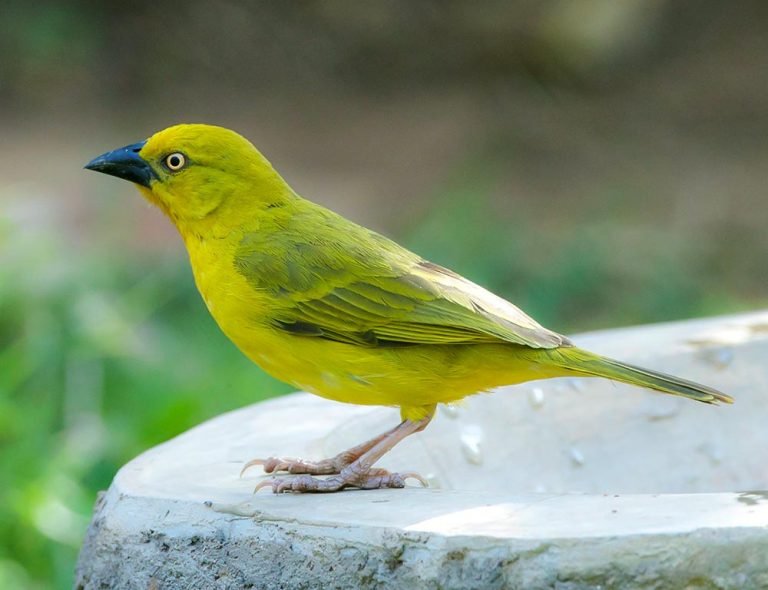 A Vibrant Journey through 11 Weavers of South African Species - The ...