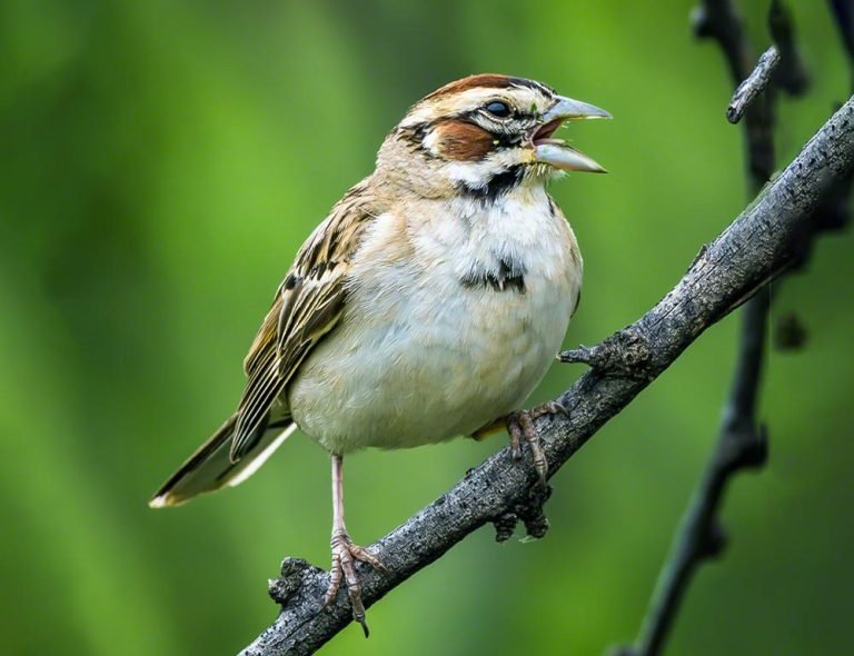 Feathered Diversity: A Comprehensive Look at 19 Sparrows in Michigan ...
