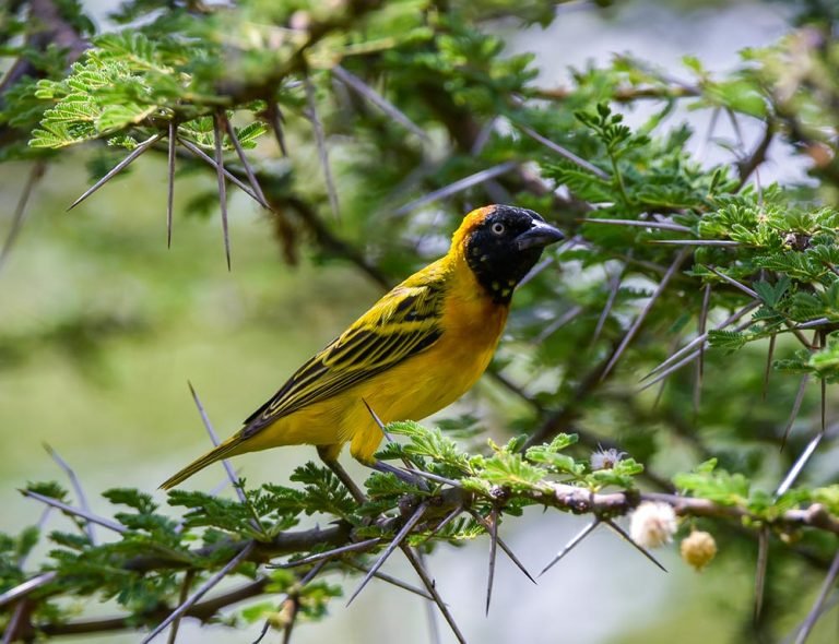 A Vibrant Journey through 11 Weavers of South African Species - The ...