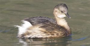 Adapt, Dive, Thrive: The Grebe Odyssey - The Worlds Rarest Birds