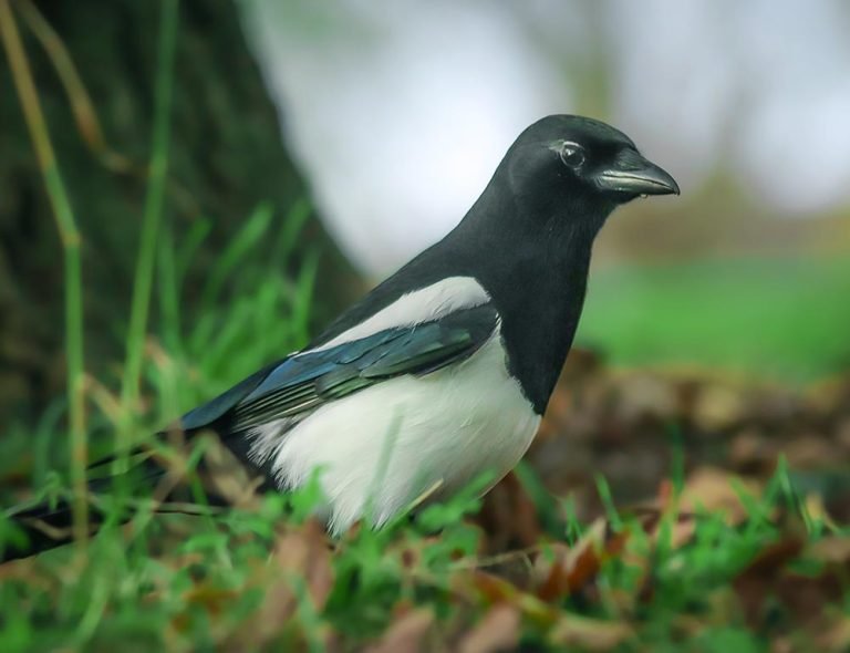Nature's Pocket-Sized Wonders: 20 Small Birds in the UK - The Worlds ...