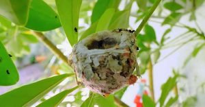 A Dance of Colors and Grace: The Antillean Crested Hummingbird ...
