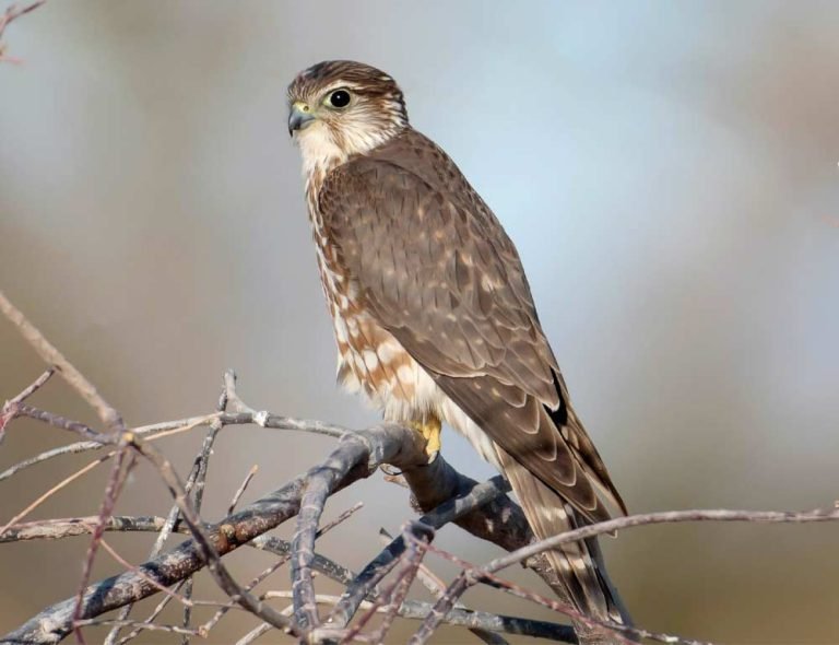 5 Species of Falcons in Arizona and Where to Spot Them - The Worlds ...