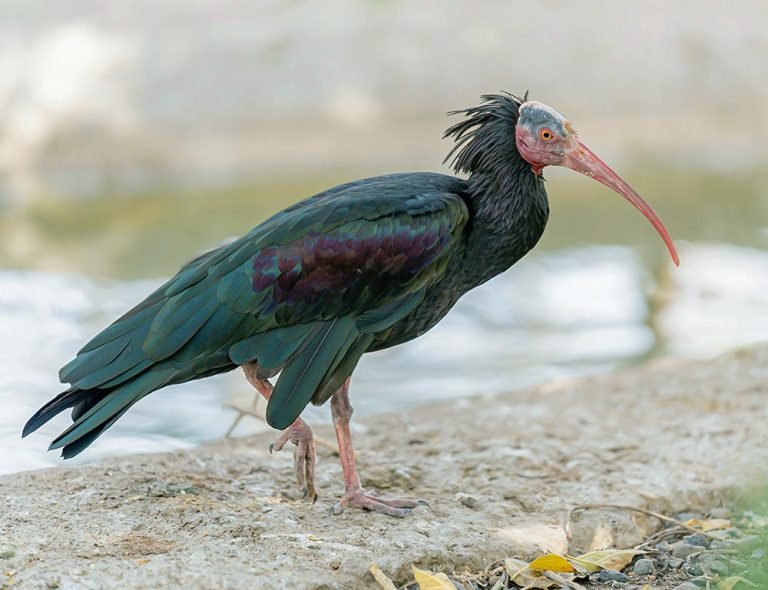 29 Types of Ibis: From Sacred Symbolism to Striking Plumage - The ...
