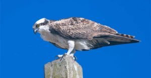 The Life and Soaring Flights of the Osprey - The Worlds Rarest Birds