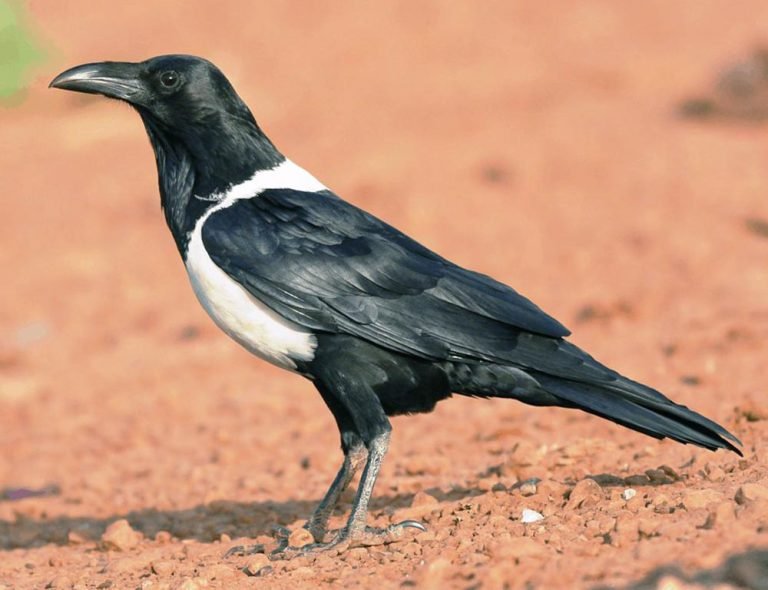 Winged Residents: A Glimpse at 9 Crows in Florida - The Worlds Rarest Birds