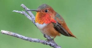 The Biography of North America's Allen's Hummingbird - The Worlds ...