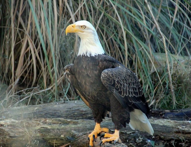Eagles in North Carolina: Types, Details, & Preservation - The Worlds ...