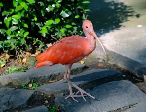 29 Types of Ibis: From Sacred Symbolism to Striking Plumage - The ...