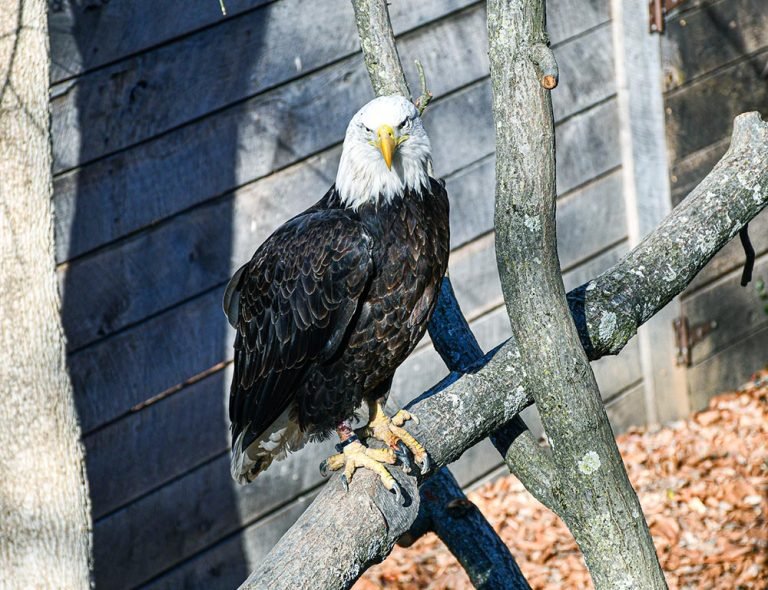 Eagles in Indiana: Significance of Indiana's Aerial Ambassadors - The ...