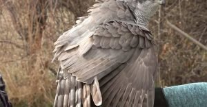 Feathers and Talons: A Life History of the Accipiter Family - The ...