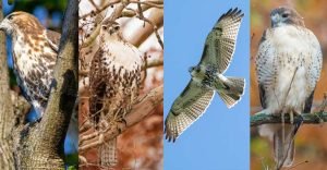 Life and Adventures of the Eastern Red-tailed Hawk - The Worlds Rarest ...