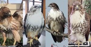 The Life and Legacy of Harlan's Hawk - The Worlds Rarest Birds