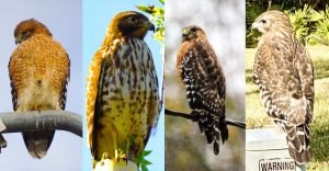 Biography of North America's Red-Shouldered Hawk - The Worlds Rarest Birds