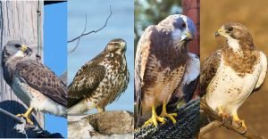The Extraordinary Life of Swainson's Hawk - The Worlds Rarest Birds