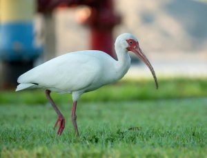 29 Types of Ibis: From Sacred Symbolism to Striking Plumage - The ...