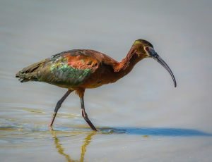 29 Types of Ibis: From Sacred Symbolism to Striking Plumage - The ...