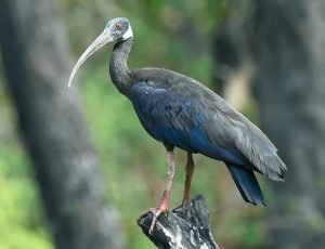 29 Types of Ibis: From Sacred Symbolism to Striking Plumage - The ...