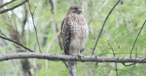 Eagle-eyed and Soaring: The Buteo Biography - The Worlds Rarest Birds