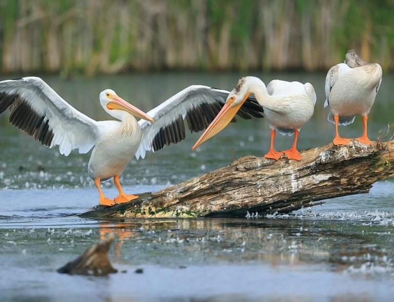 Wisconsin's Avian Guests: The Graceful Intrusion of Pelicans in ...